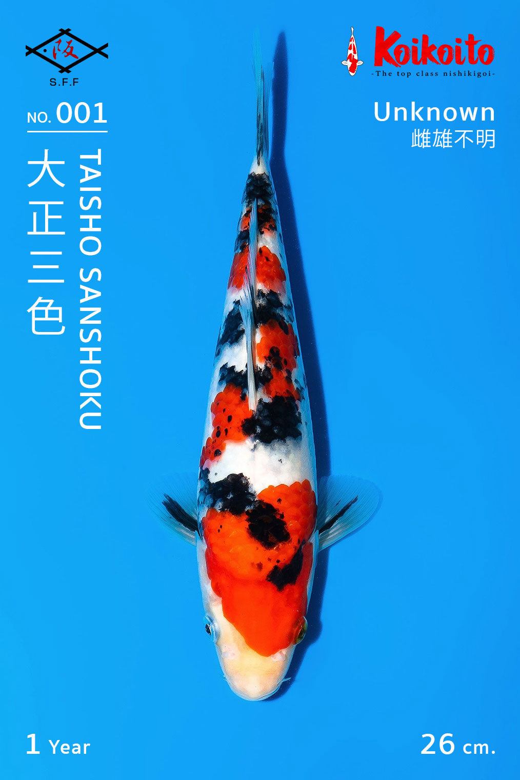 Koikoito - โค่ยโคอิโตะ