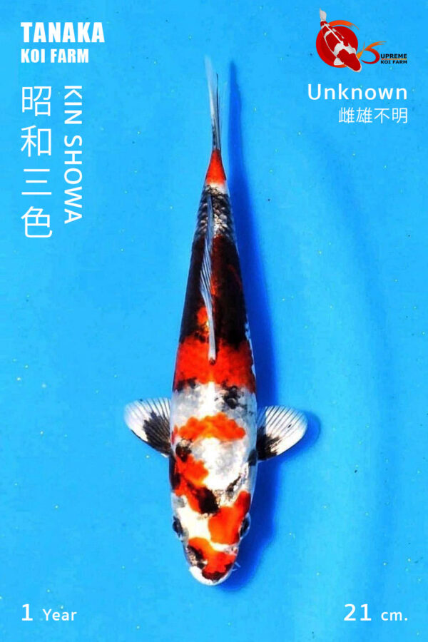 Koikoito - Japanese Koi Fish