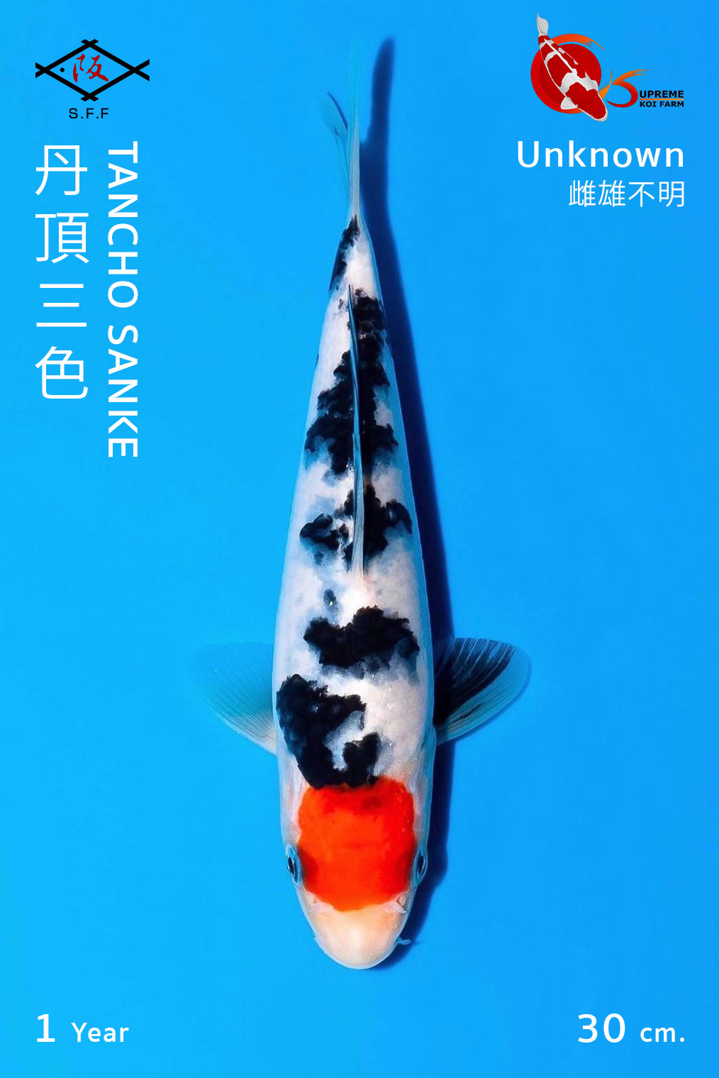 Tancho Sanke Koi