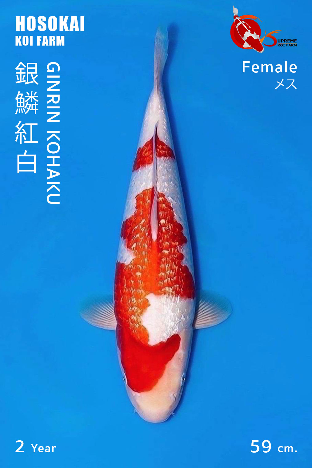 Koikoito - Japanese Koi Fish