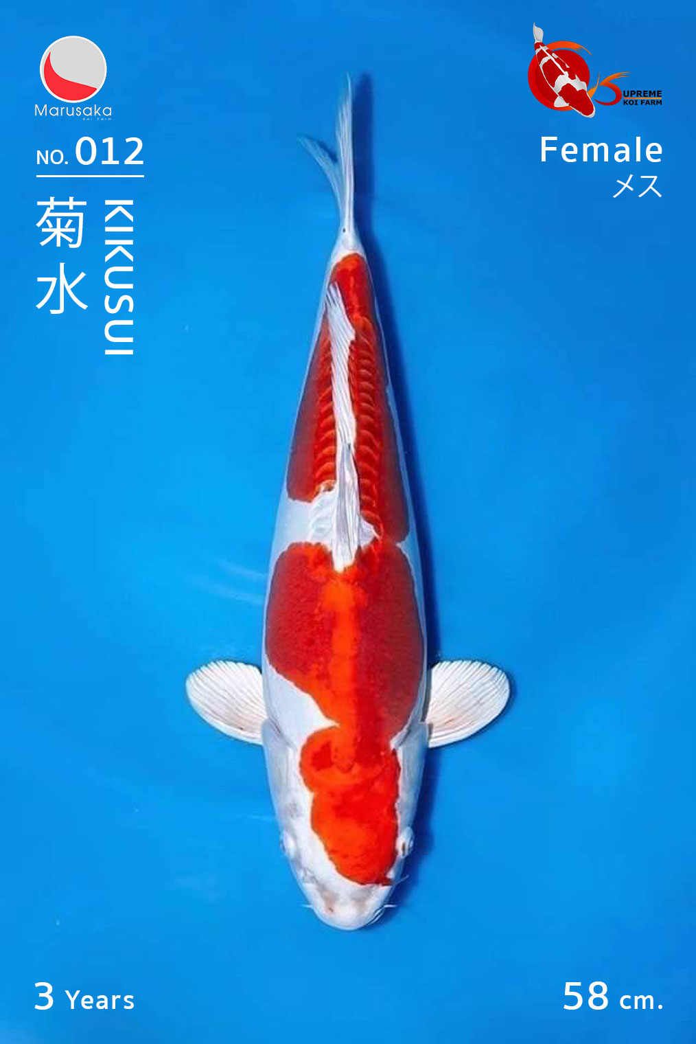 Kikusui @Marusaka Koi Farm - Koikoito