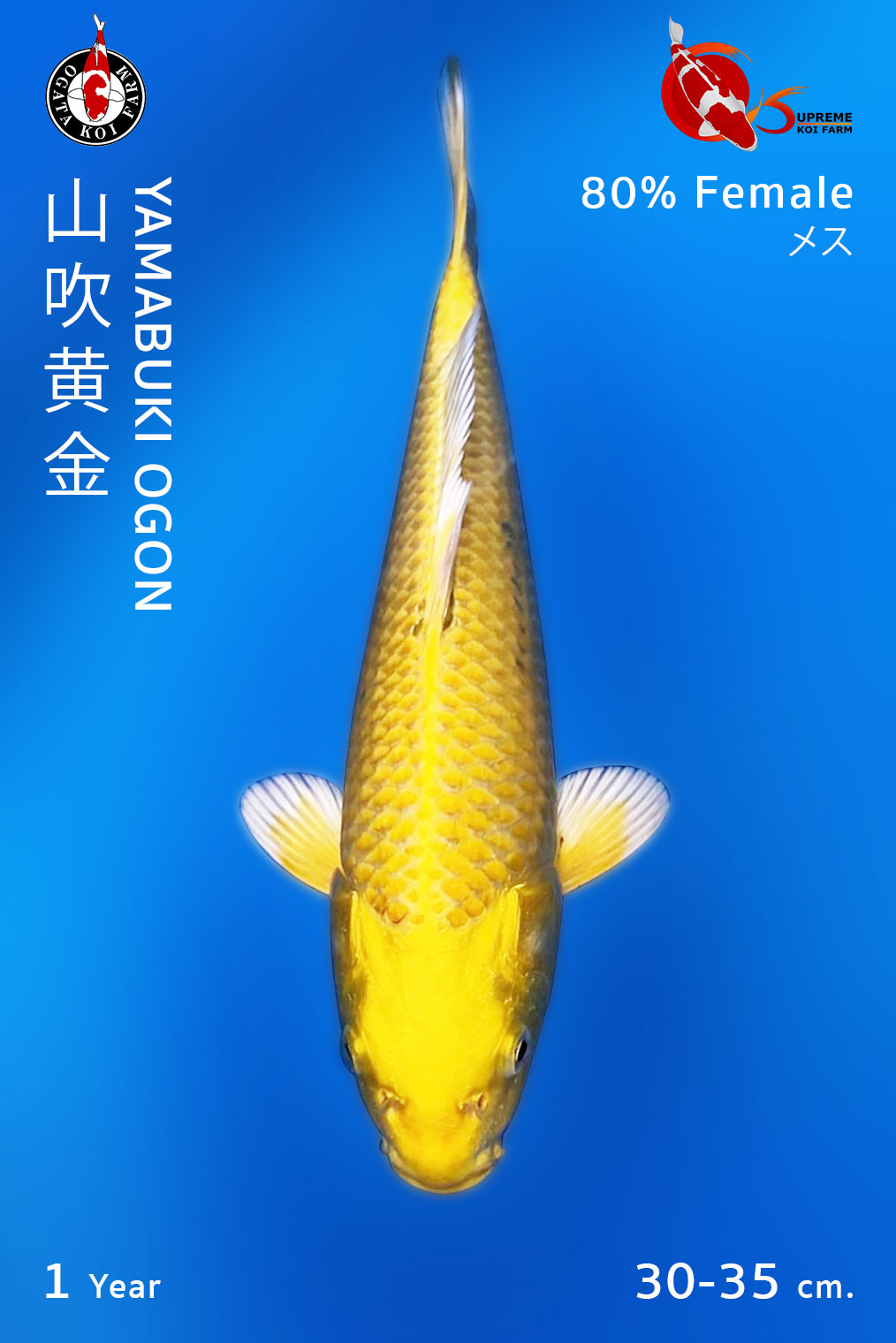 Koikoito - Japanese Koi Fish