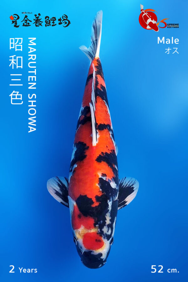 Koikoito - Japanese Koi Fish