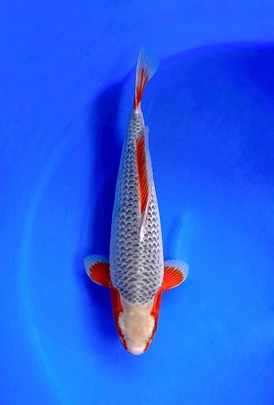 Winner ASAGI 60 BU - Koikoito