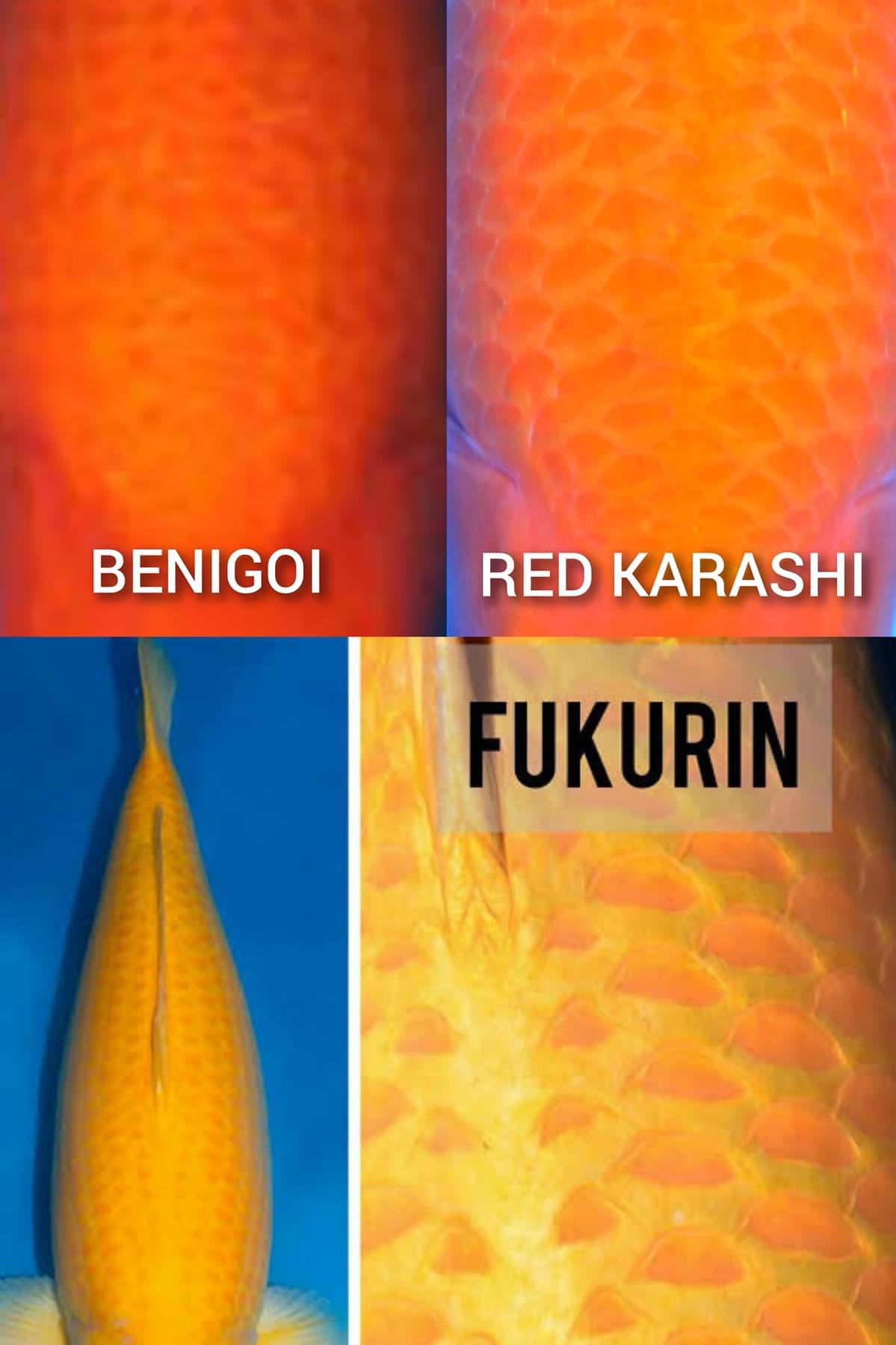 Benigoi กับ Red Karashi แตกต่างกันอย่างไร ? - Koikoito
