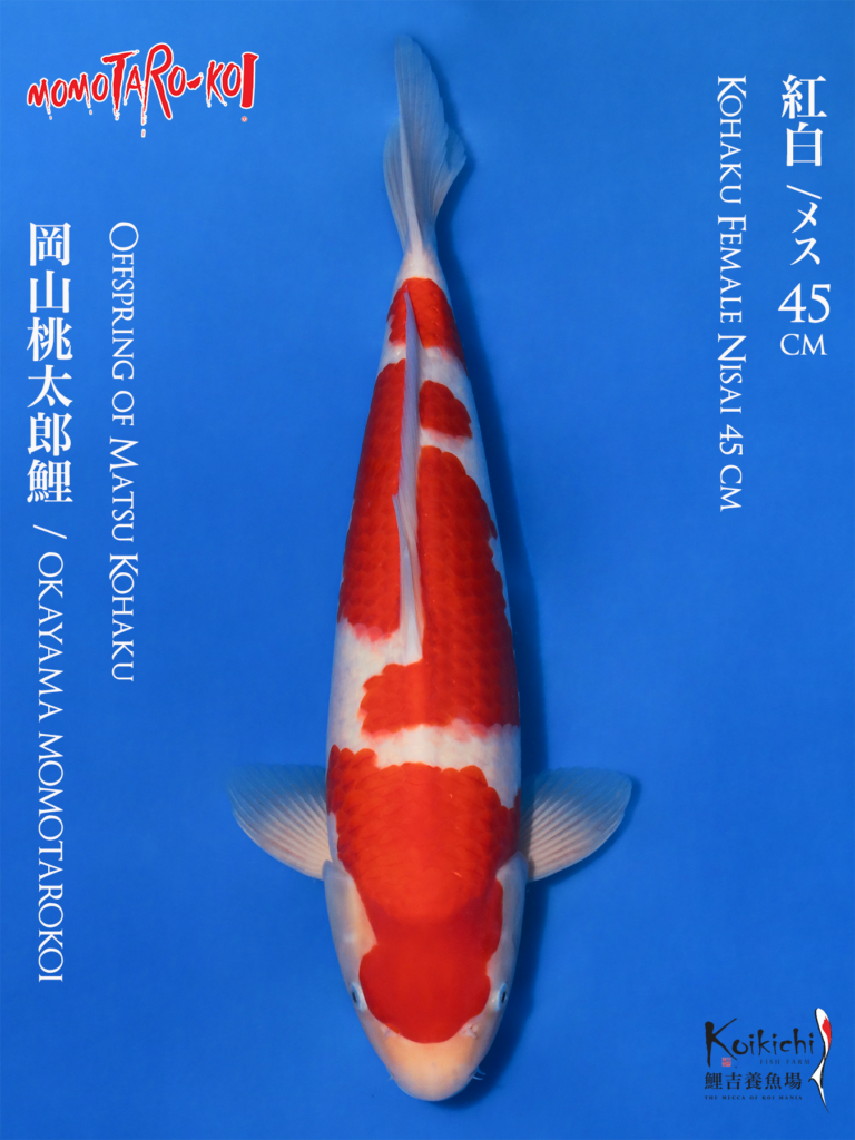 Winner KOHAKU 45 BU 🏆 - Koikoito